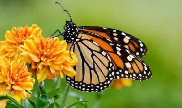 Have a close-up butterfly encounter! Where to see butterflies in ...