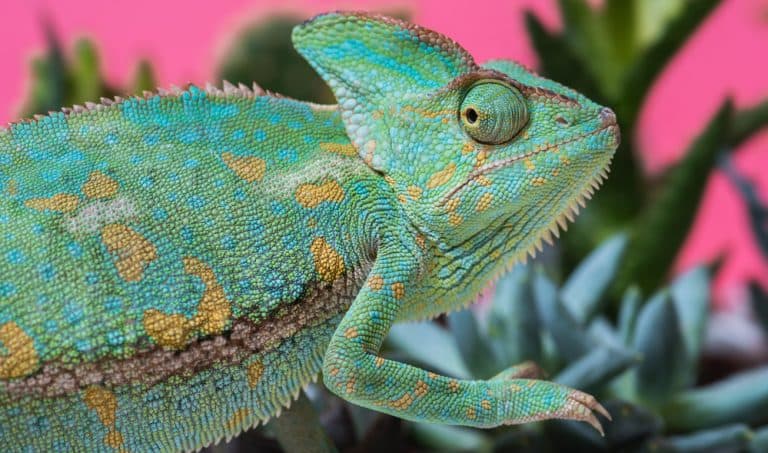 Repticon returns on January 3rd & 4th with FREE admission for teachers ...