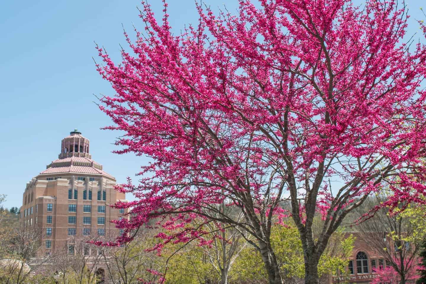 Asheville is a family-fun destination: your vacation travel guide ...