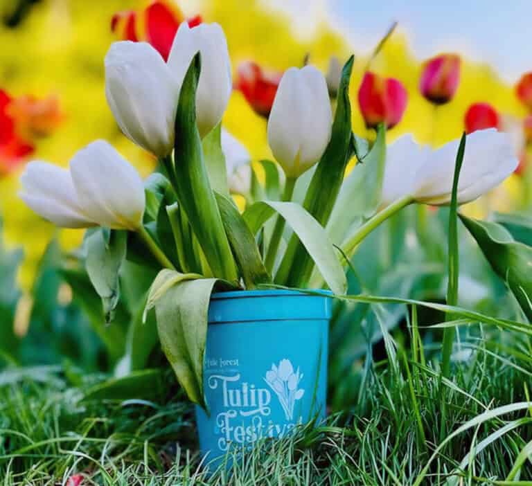 Where to see dazzling displays of daffodils, cherry blossoms, tulips ...