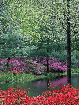 Where to see dazzling displays of cherry blossoms, tulips, and other ...