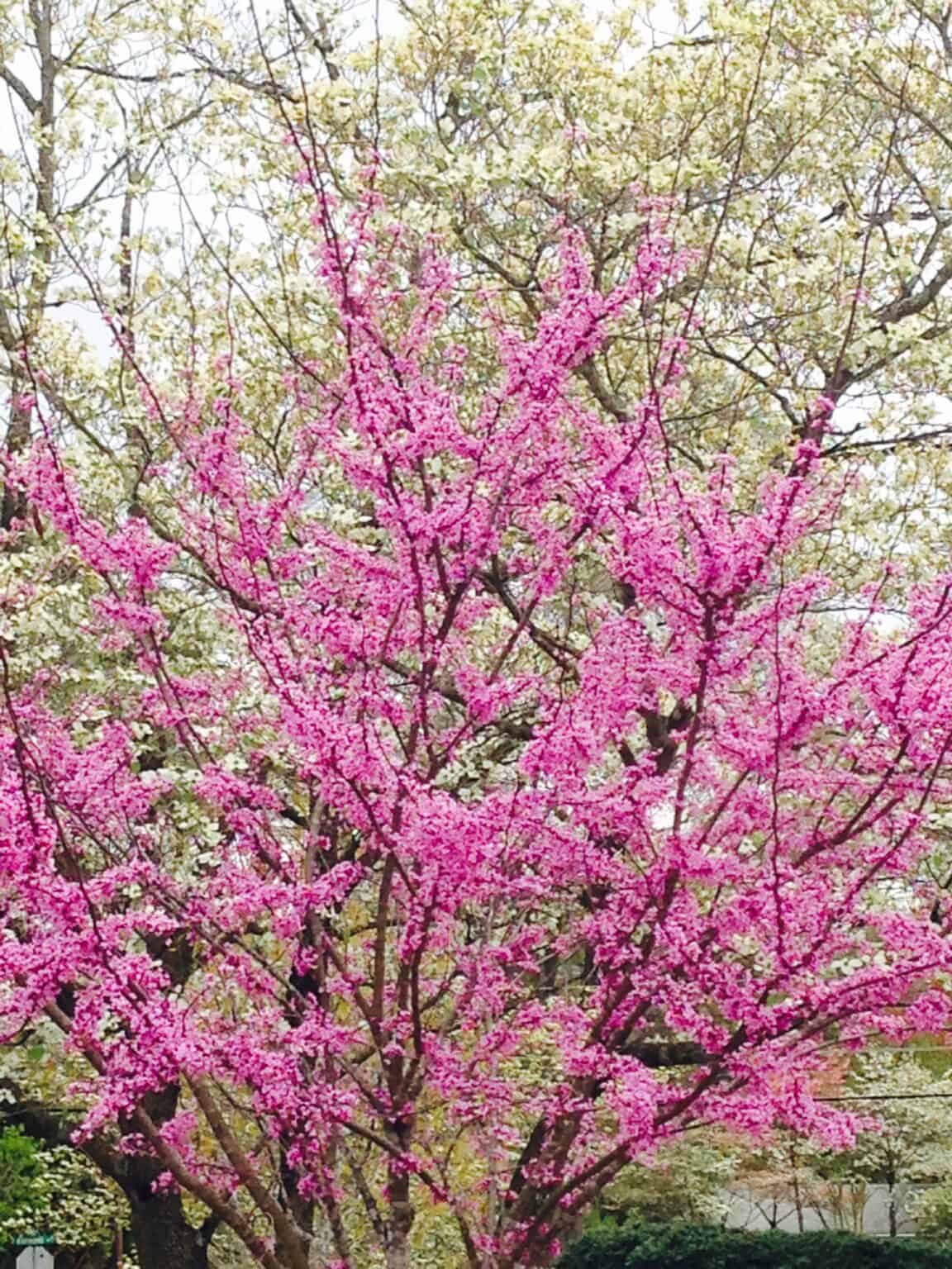 Where to see dazzling displays of daffodils, cherry blossoms, tulips ...