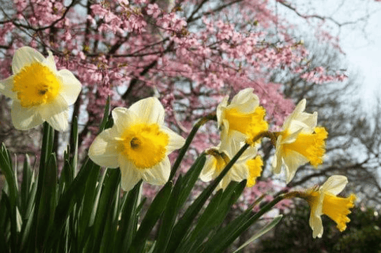 Where to see dazzling displays of cherry blossoms, tulips, and other ...
