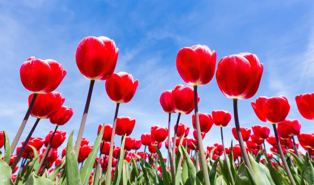 Get FREE tulip bulbs in Atlanta this Saturday, January 17th - Atlanta ...