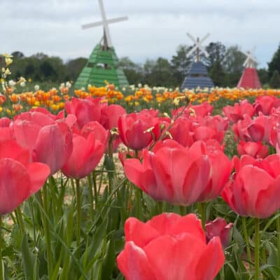 75+ of the best spring festivals in metro Atlanta: things to do in ...