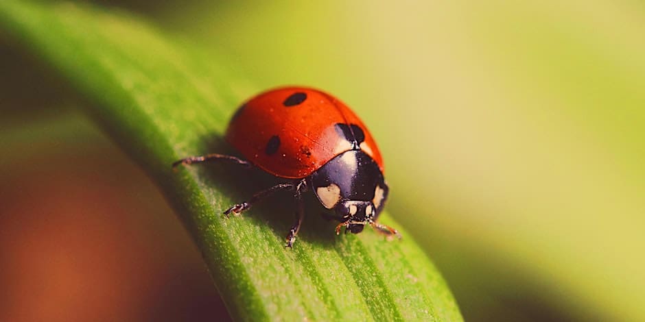 Pike Nurseries: Get FREE ladybugs to release in your garden + a class ...