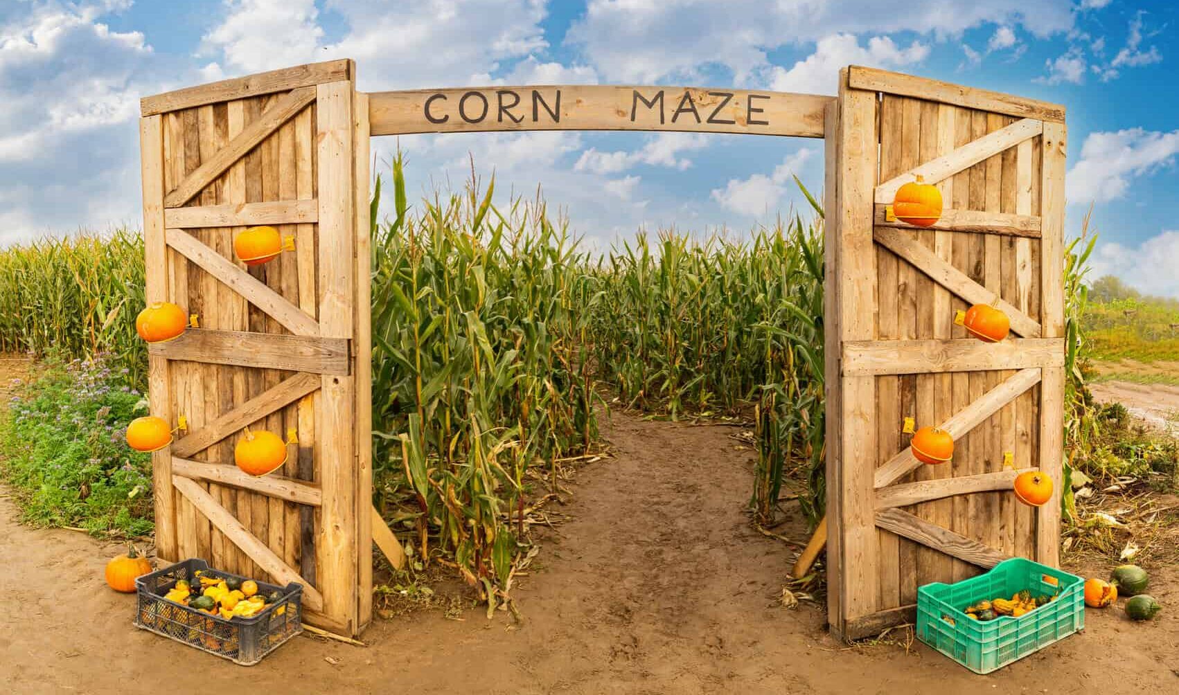 13 corn mazes, haunted trails, and pumpkin patches to visit this fall ...