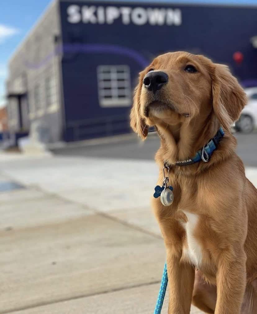 FREE open house events at Skiptown, Atlanta's newest upscale dog park ...