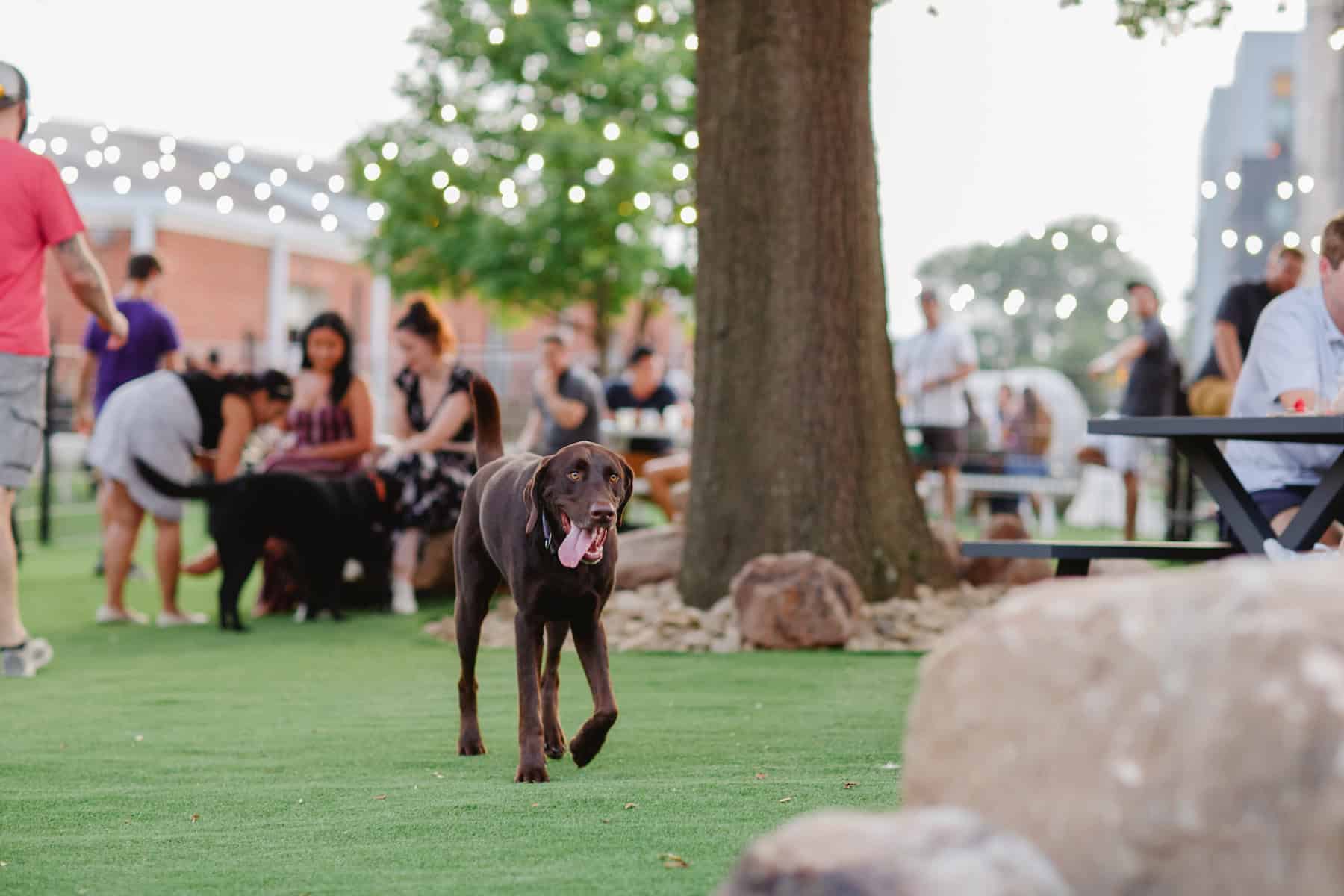 FREE open house events at Skiptown, Atlanta's newest upscale dog park ...