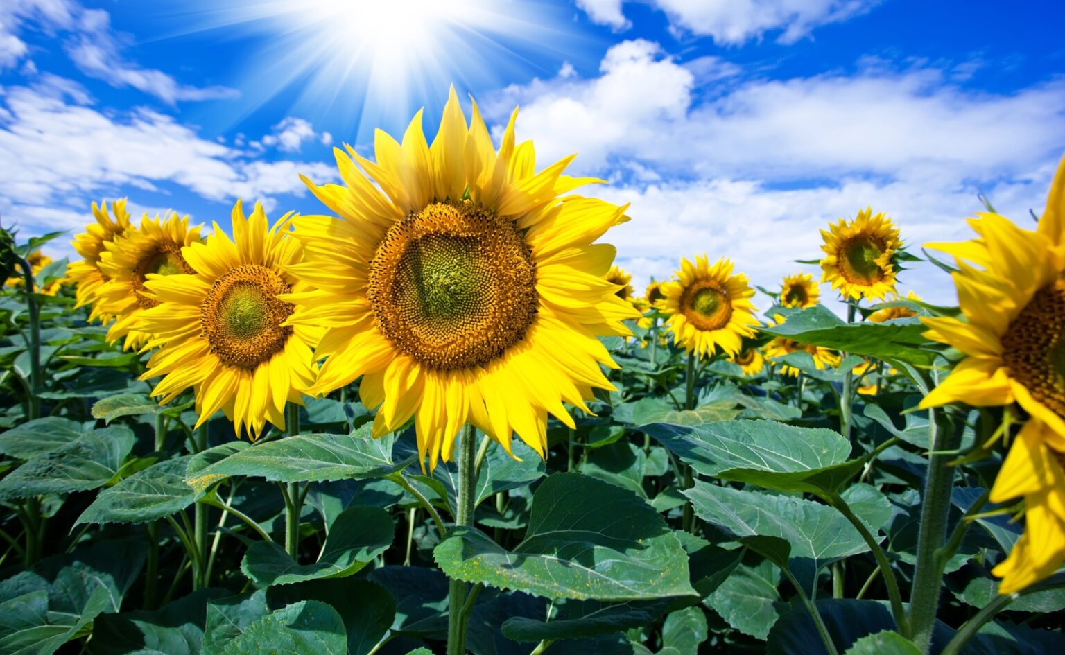Sunflower Weekend at Southern Belle Farms in McDonough - Atlanta on the ...