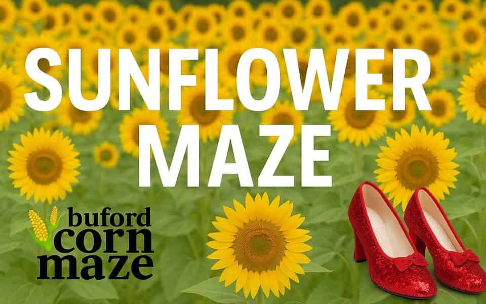 The NEW sunflower maze is open at Buford Corn Maze - Atlanta on the Cheap