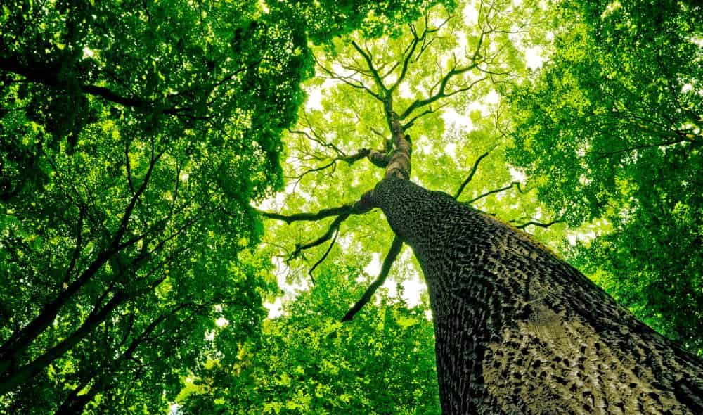 Celebrate Georgia Arbor Day with a FREE all-ages scavenger hunt at ...