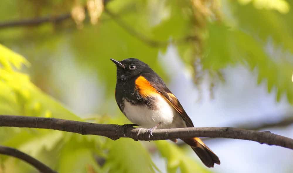 Free birding talk: How Birds Work, From Bones to Beak - Atlanta on the ...